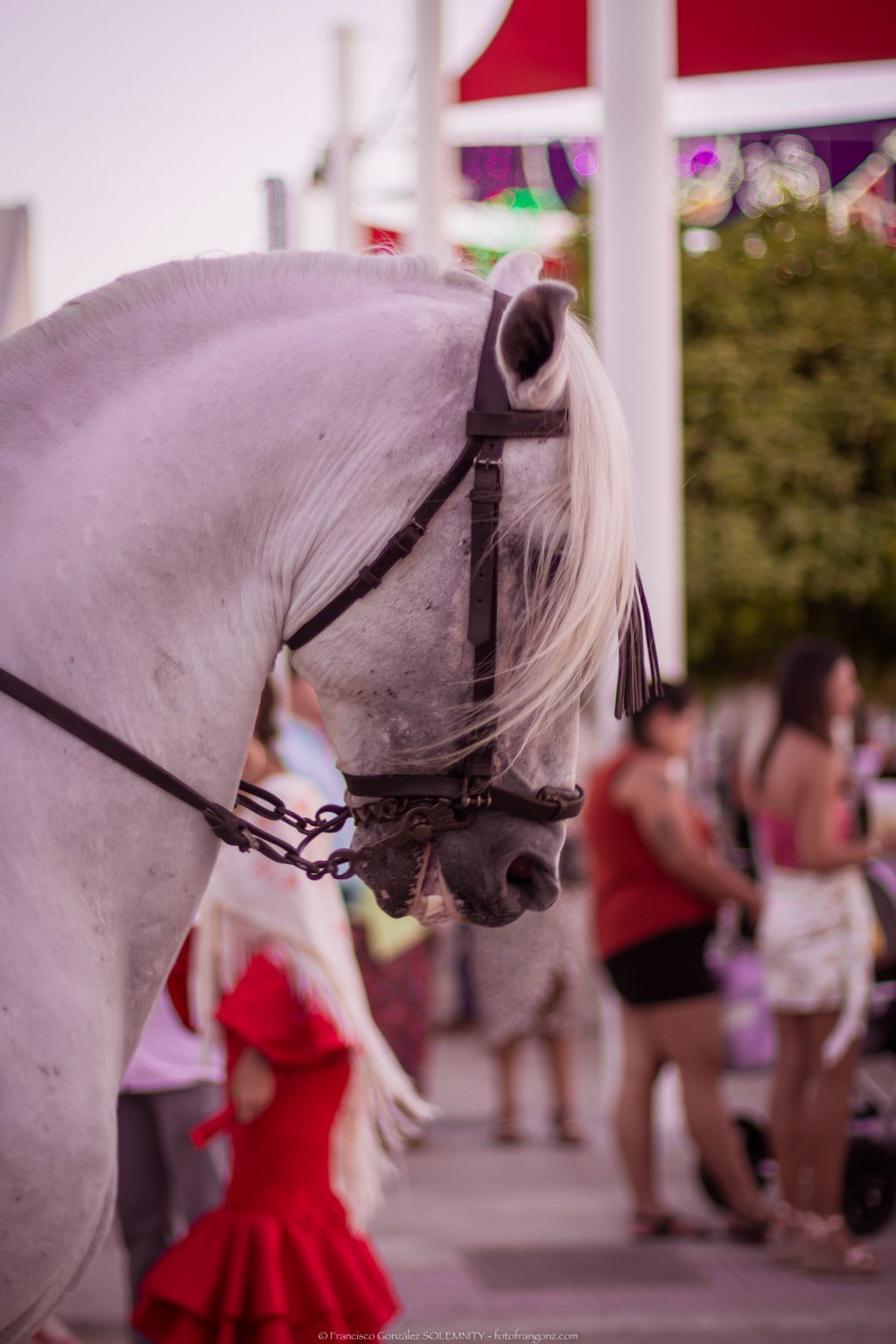 Feria de Marchena 2022: volvimos con más ganas al real - Francisco González SOLEMNITY